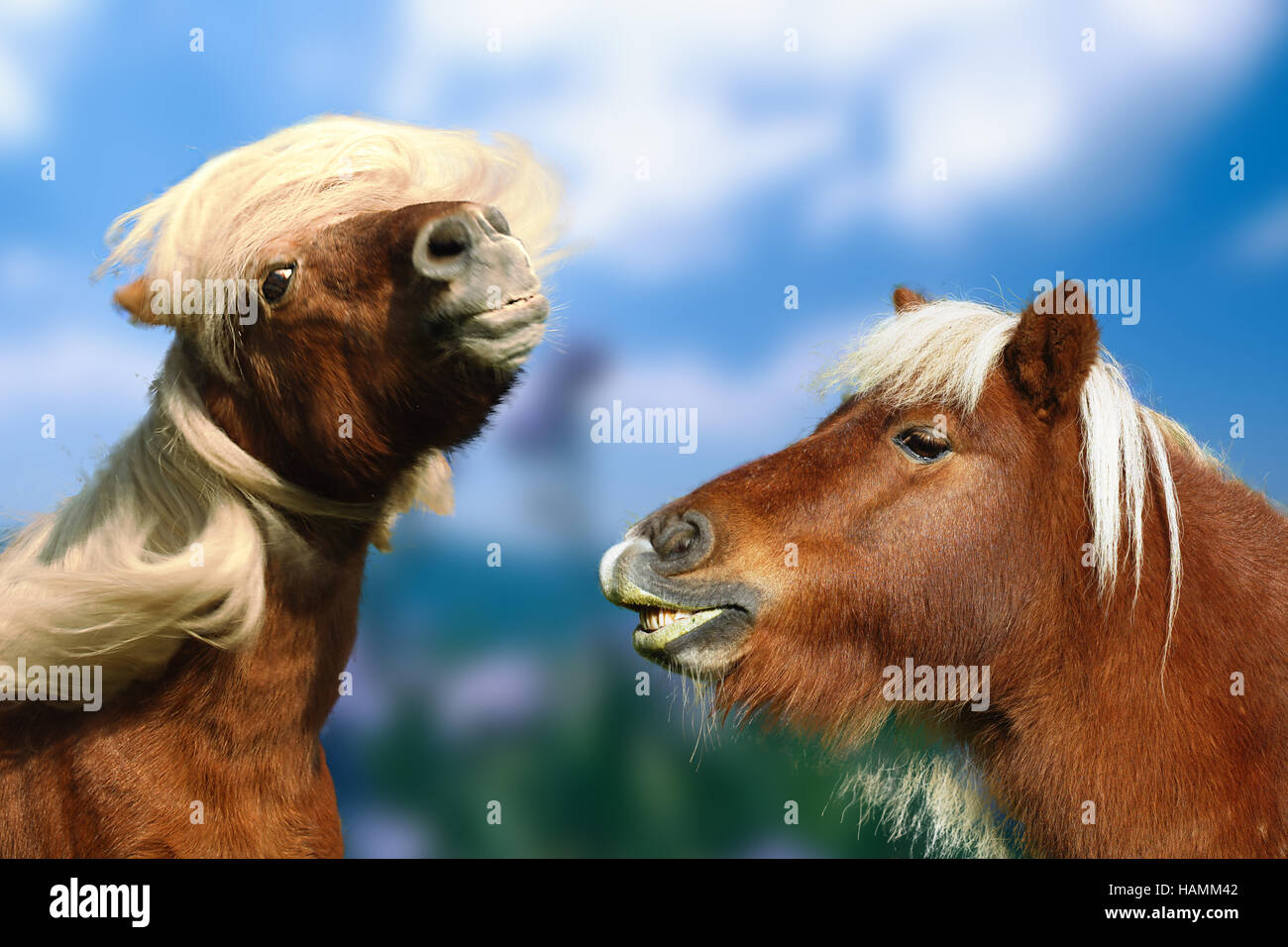 Lustiges pferd hi-res stock photography and images - Alamy