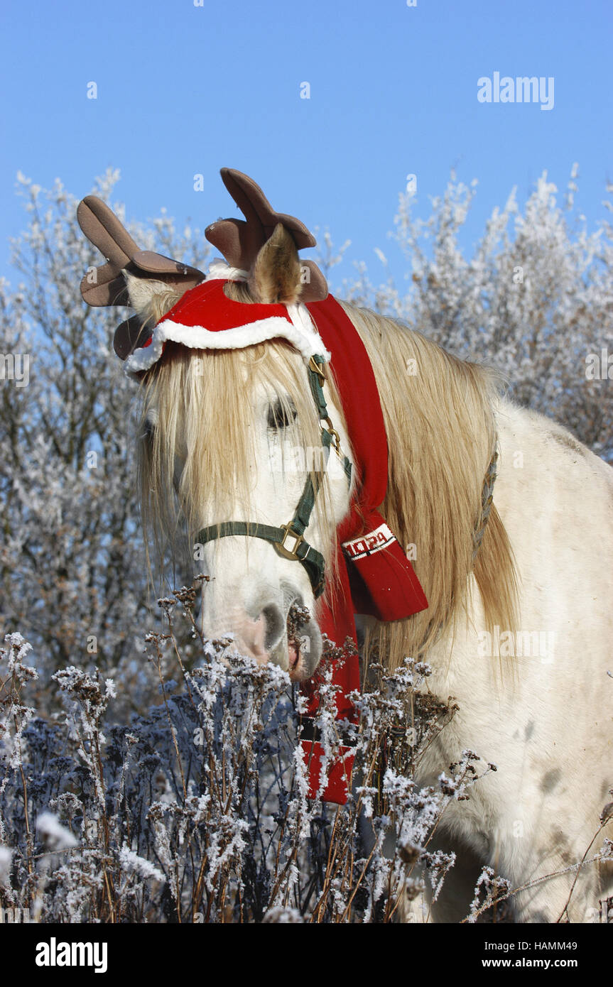 Barbe cheval hi-res stock photography and images - Alamy