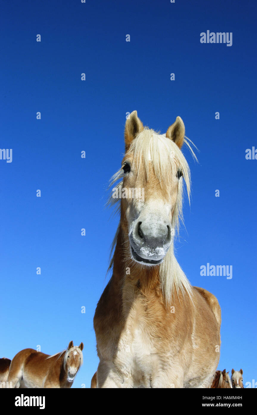 Caballo haflinger hi-res stock photography and images - Alamy