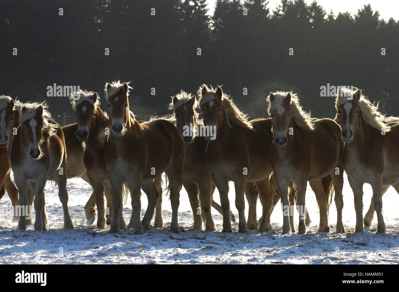 Caballo haflinger hi-res stock photography and images - Alamy