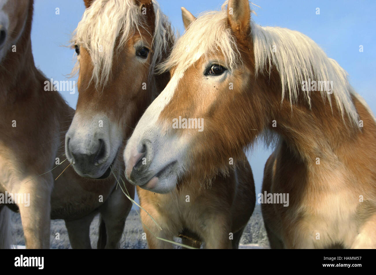 Caballo haflinger hi-res stock photography and images - Alamy