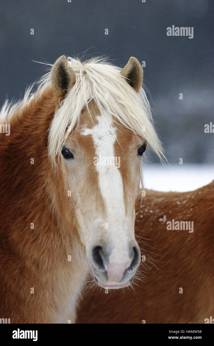 Caballo haflinger hi-res stock photography and images - Alamy