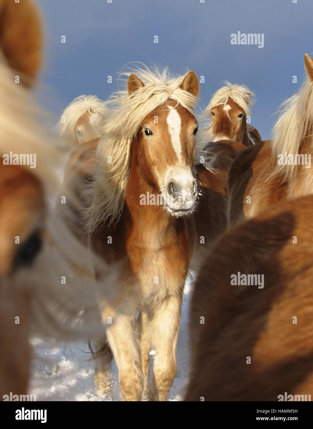 Caballos haflinger hi-res stock photography and images - Alamy