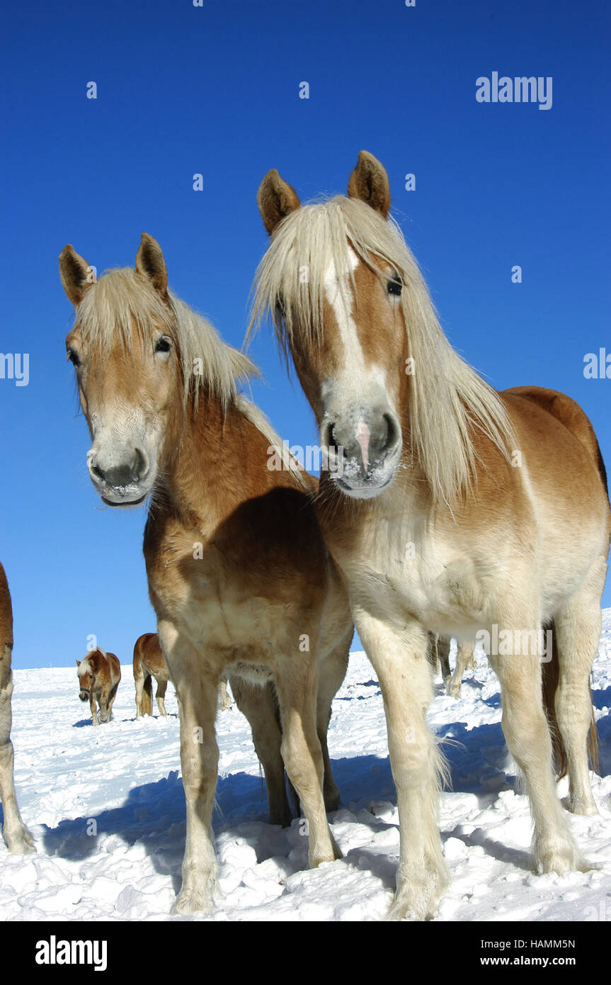 Caballo haflinger hi-res stock photography and images - Alamy