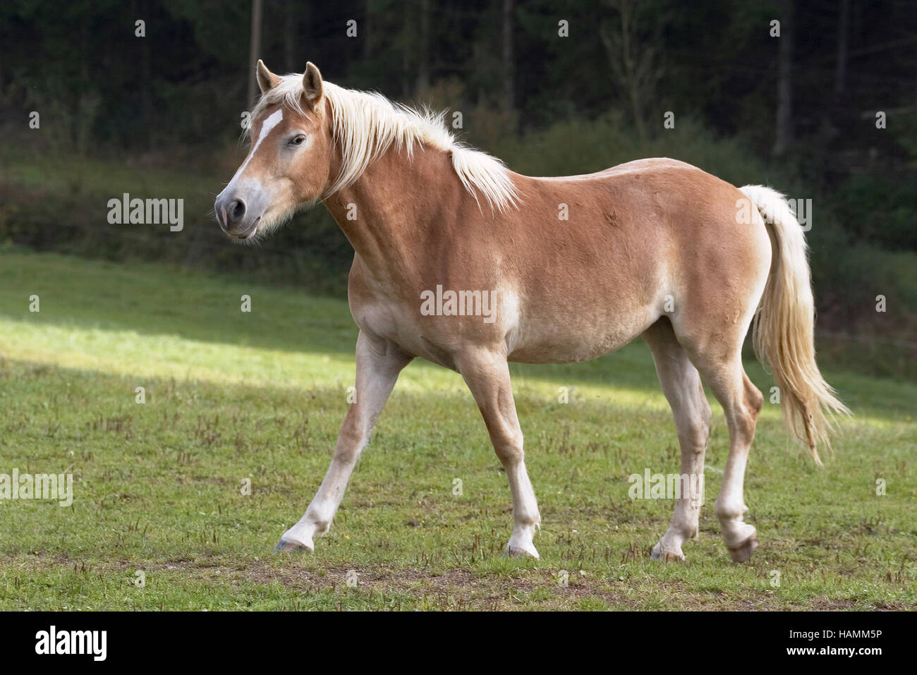 Caballo haflinger hi-res stock photography and images - Alamy