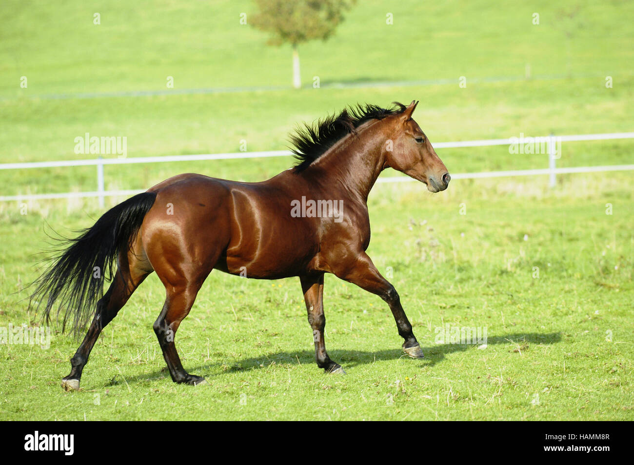 Westernpferd hi-res stock photography and images - Alamy