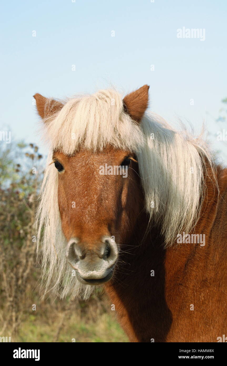 Funny pony picture hi-res stock photography and images - Alamy