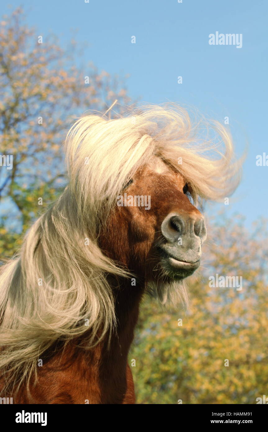Kinderponys hi-res stock photography and images - Alamy
