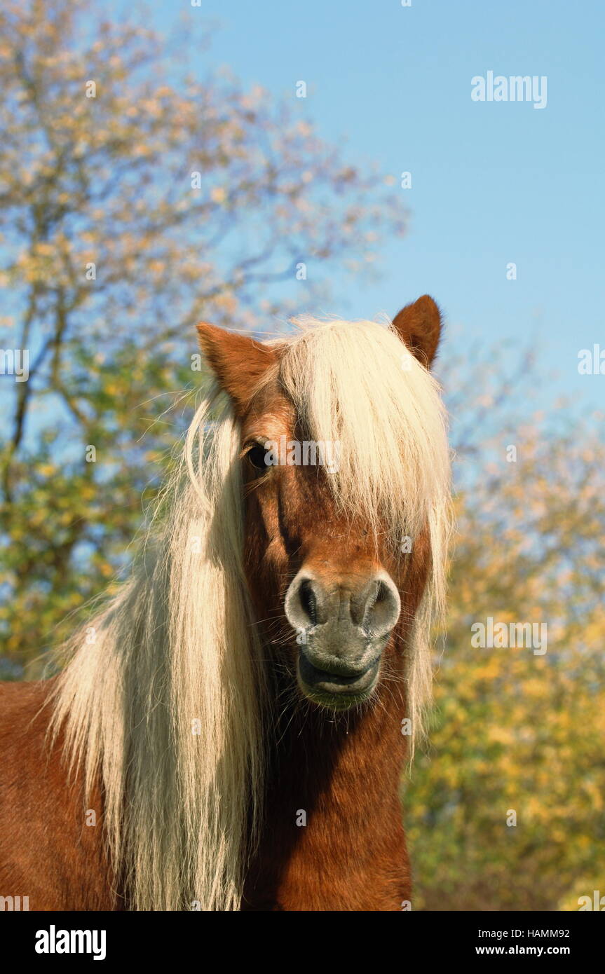 Shetland pony portrait laughing hi-res stock photography and images - Alamy
