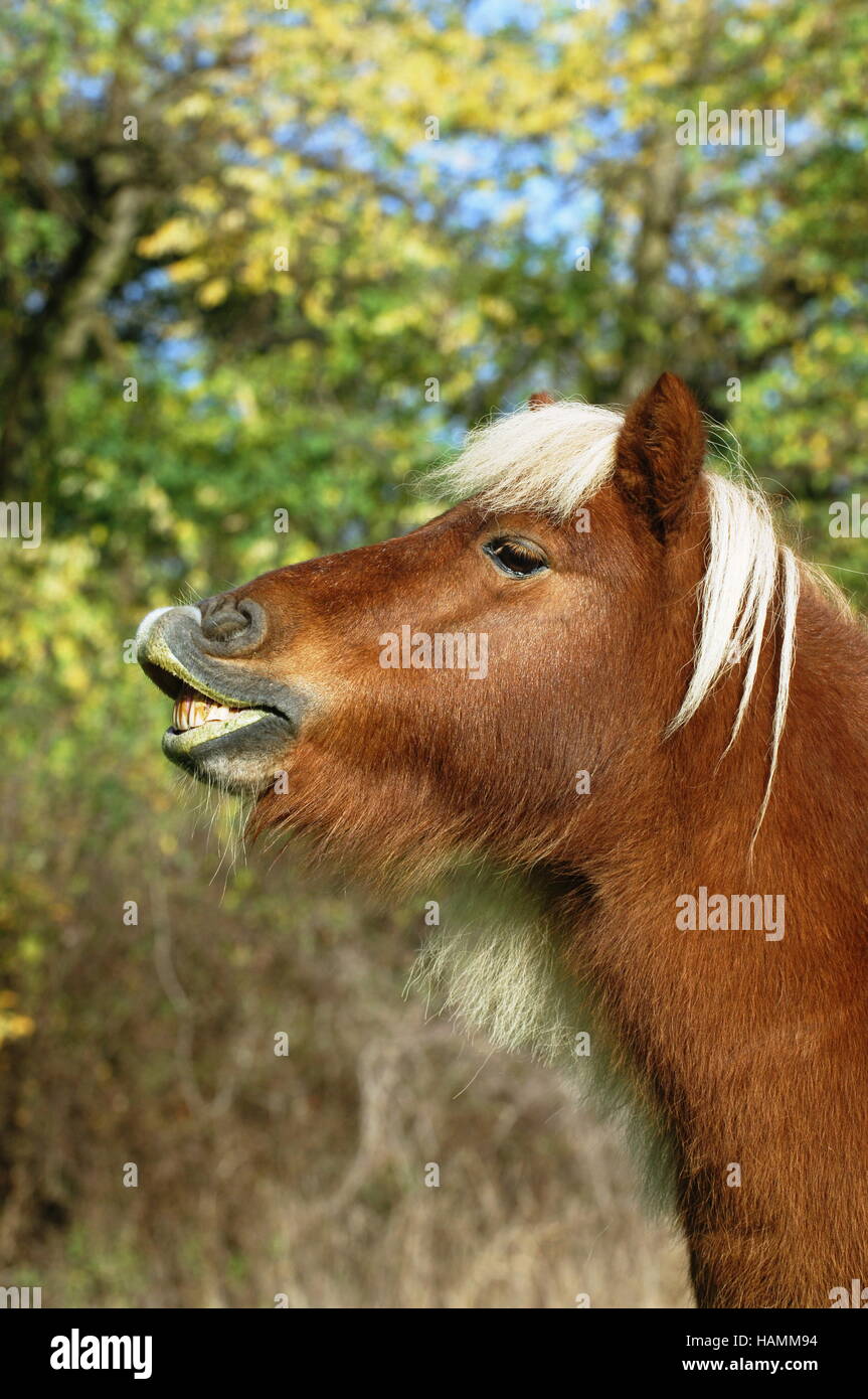 Lustige ponys hi-res stock photography and images - Alamy