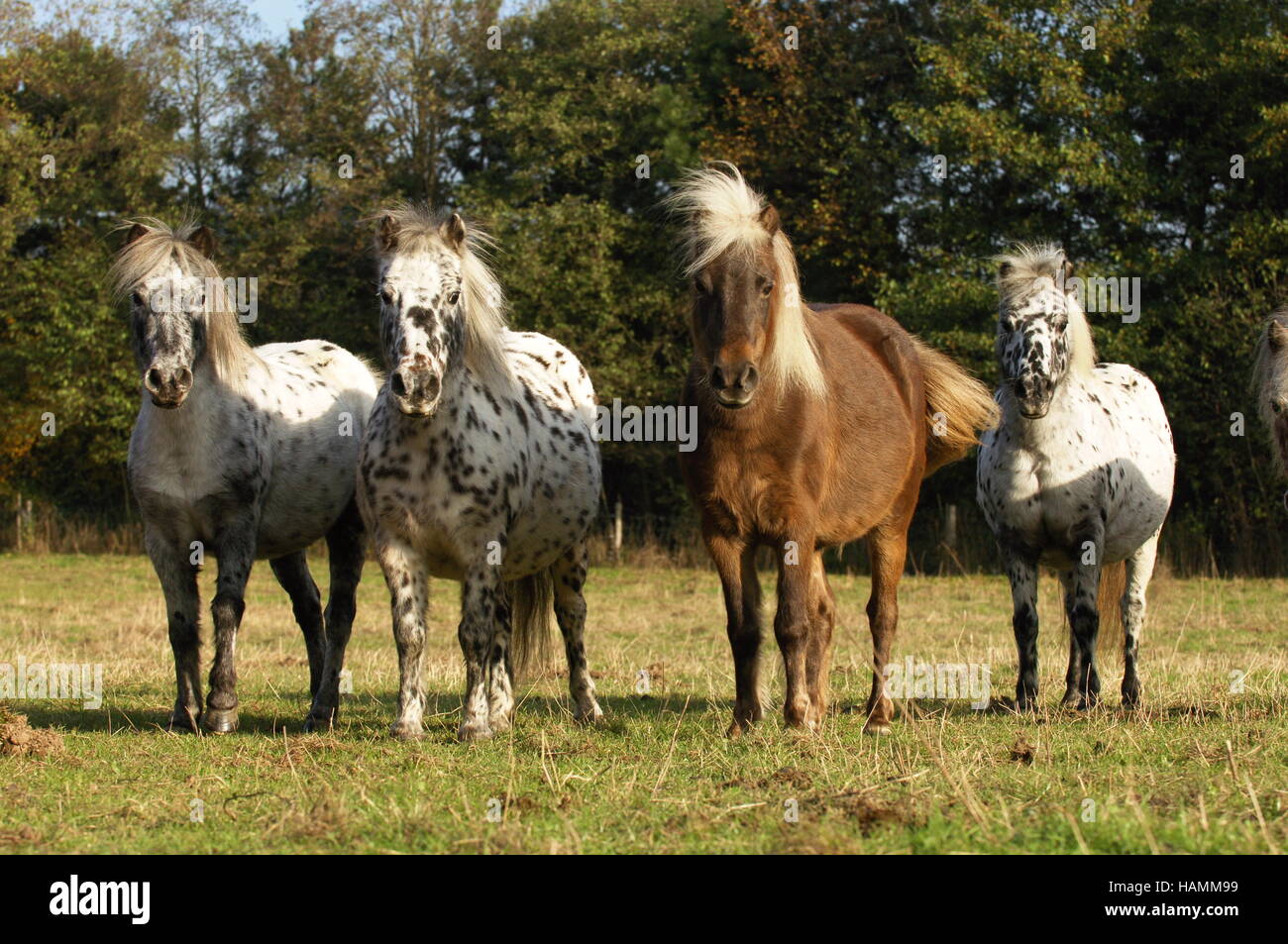 Skewbald shetland pony hi-res stock photography and images - Alamy