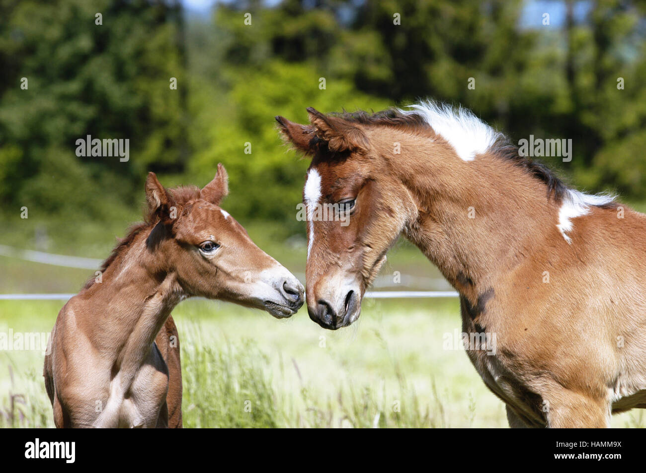 Tennesse walker hi-res stock photography and images - Alamy