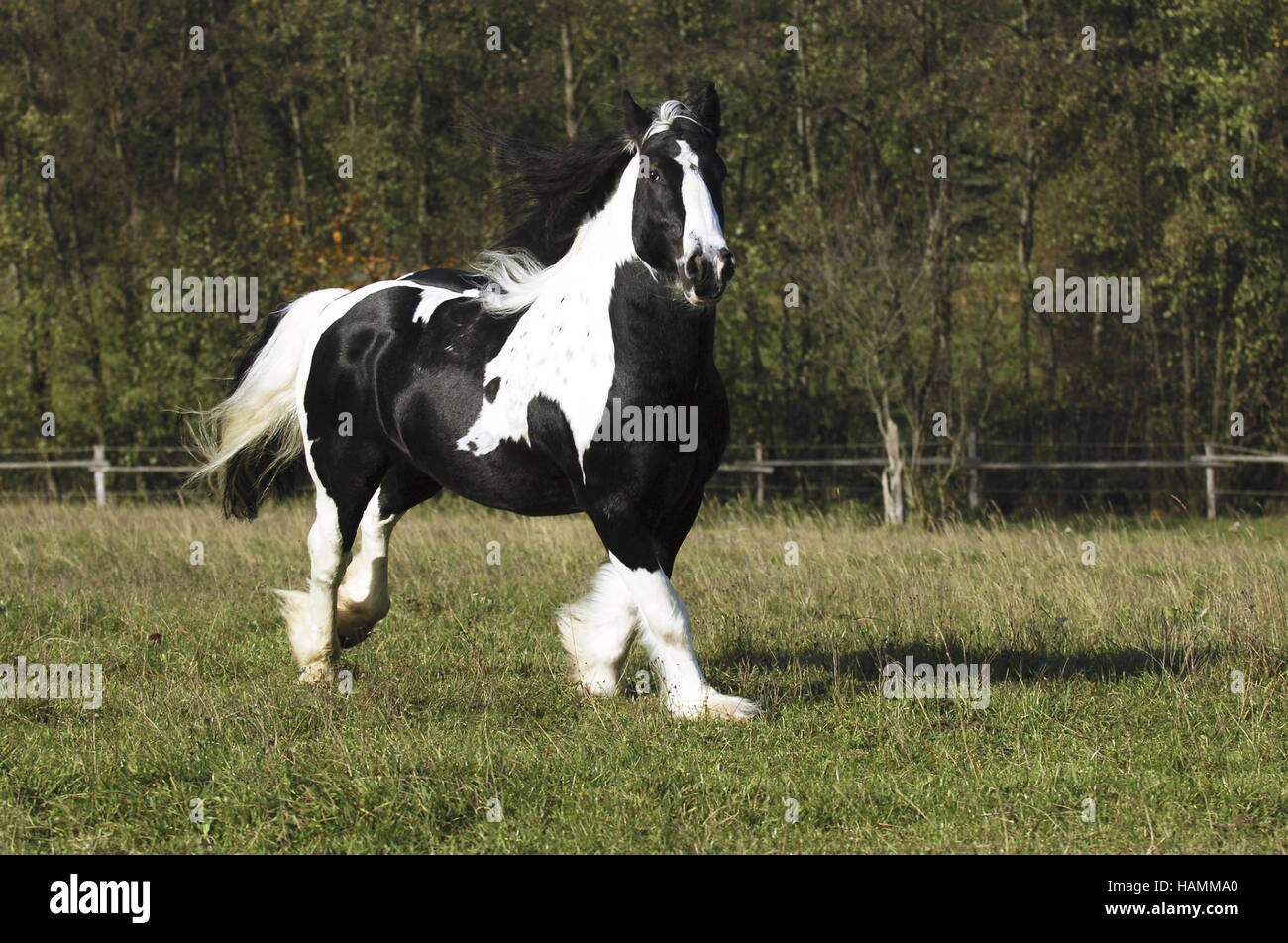 Tinker Stallion / Tinkerhengst Stock Photo - Alamy