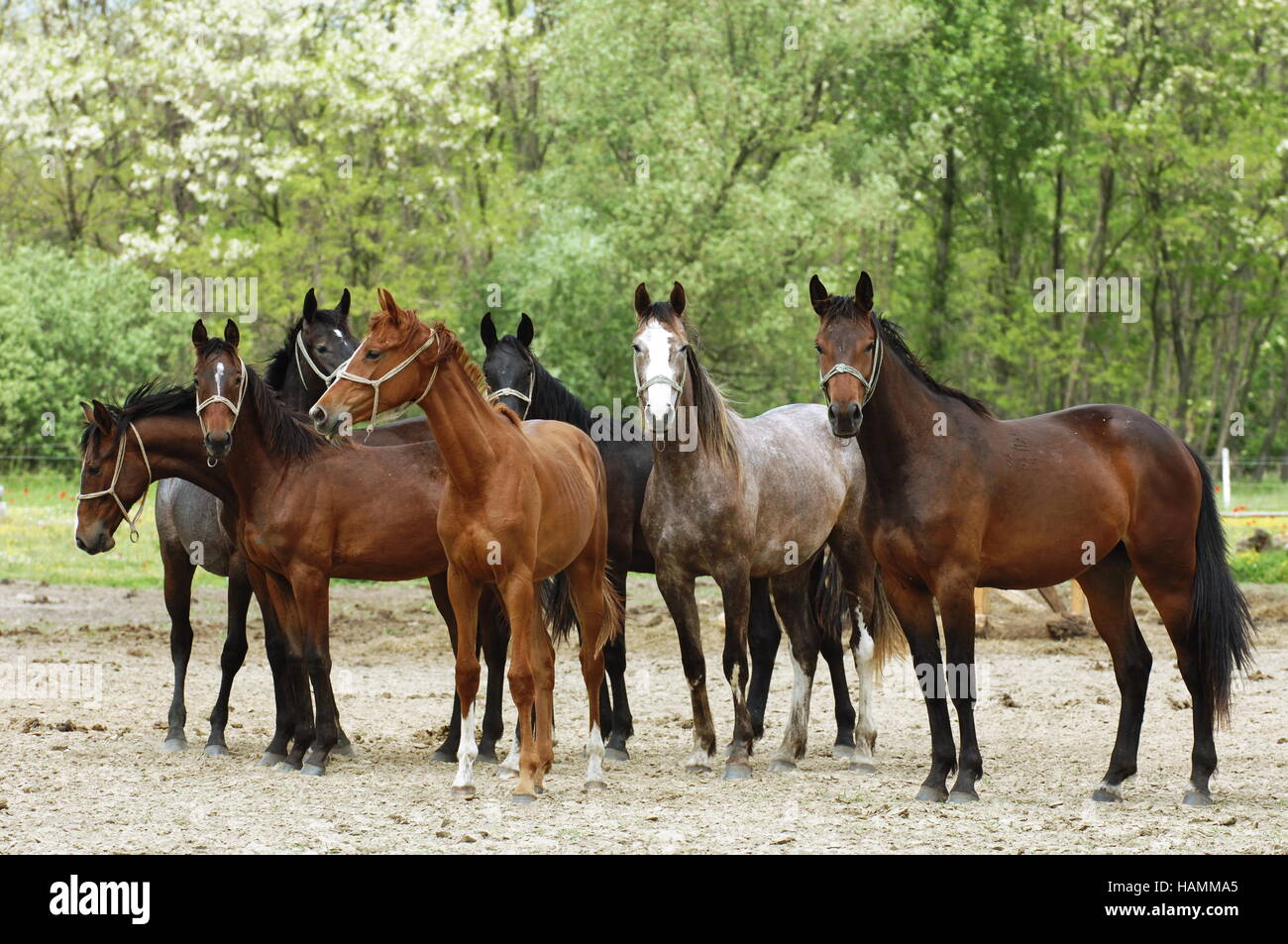 Kisberer hi-res stock photography and images - Alamy