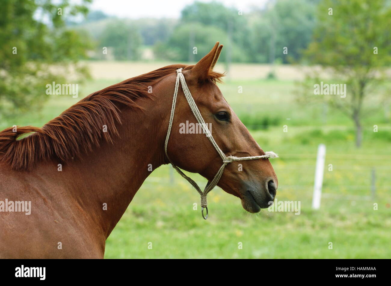 Kisberer felver hi-res stock photography and images - Alamy
