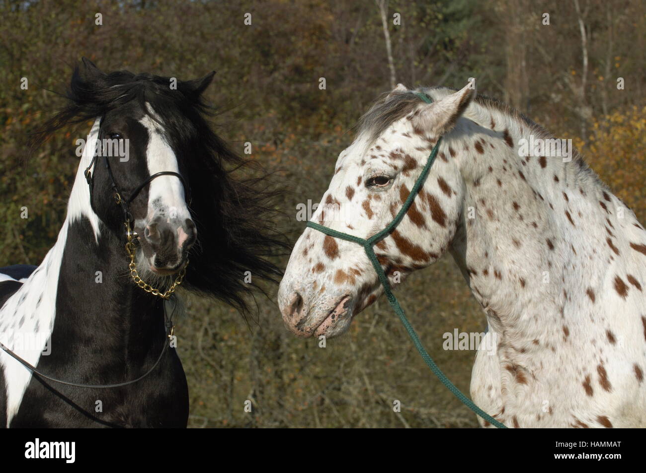 Tinker Stallion and Knabstubber Stock Photo - Alamy
