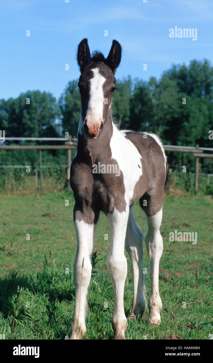 Tinker pferde hi-res stock photography and images - Alamy