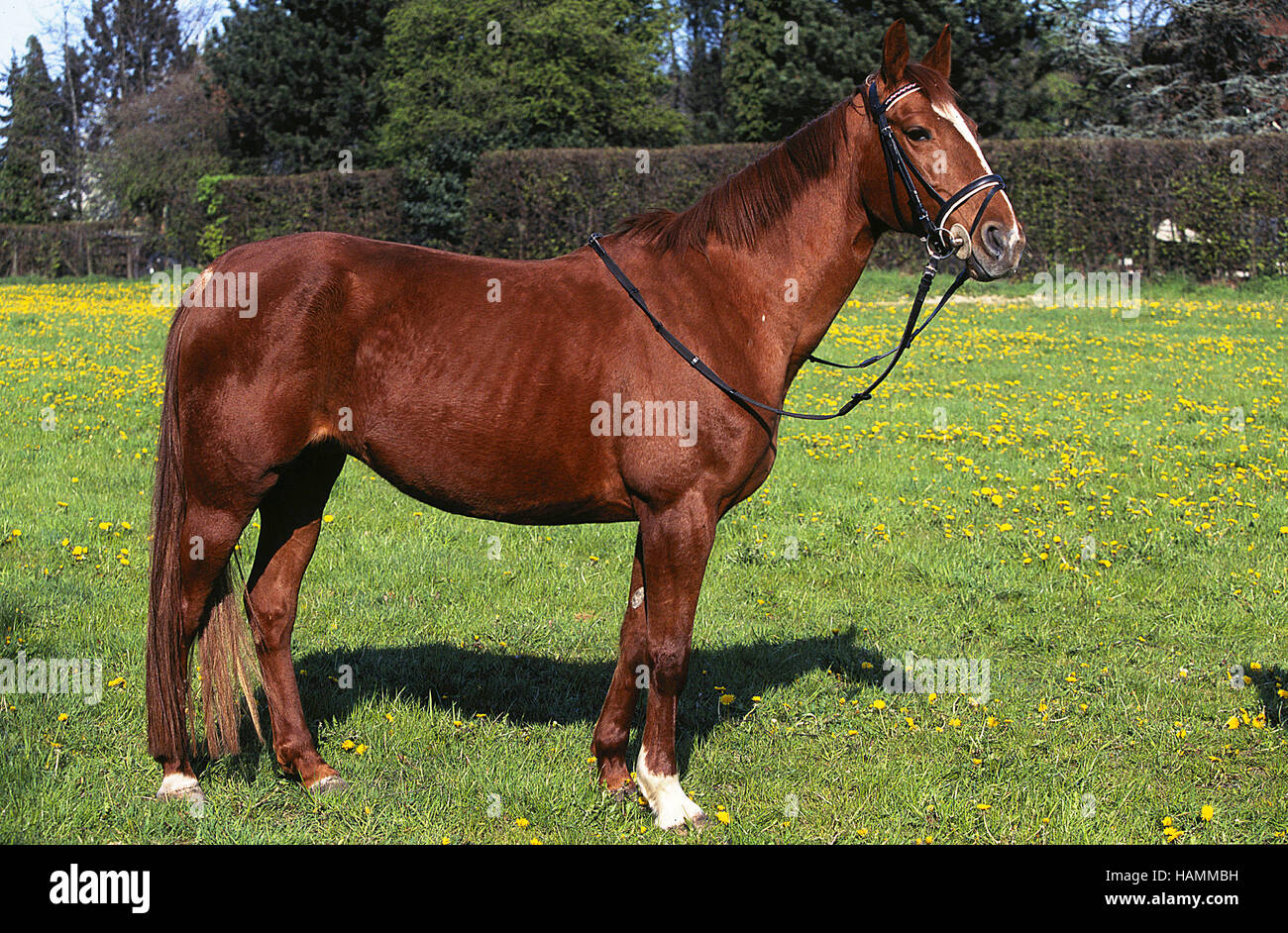 Trotter horse hi-res stock photography and images - Alamy
