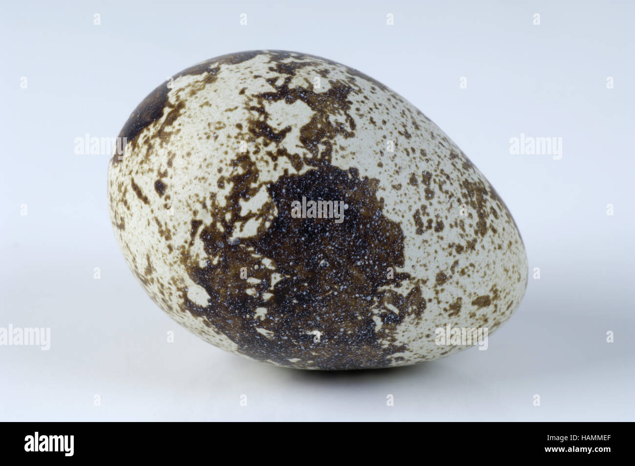 Quail egg / Wachtelei Stock Photo - Alamy