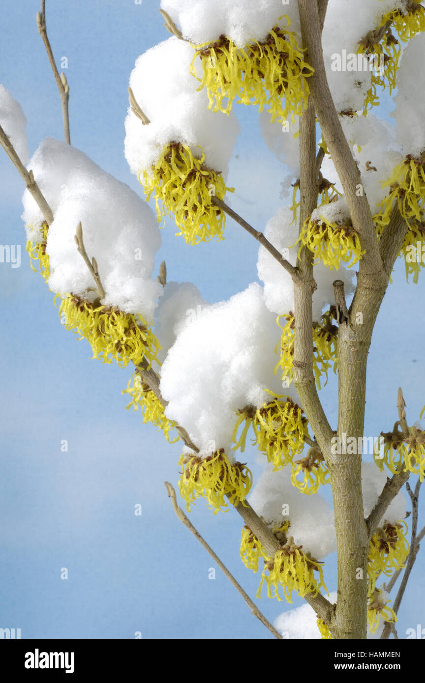 Hamamelis Intermedia Arnold Promise Stock Photos & Hamamelis Intermedia ...