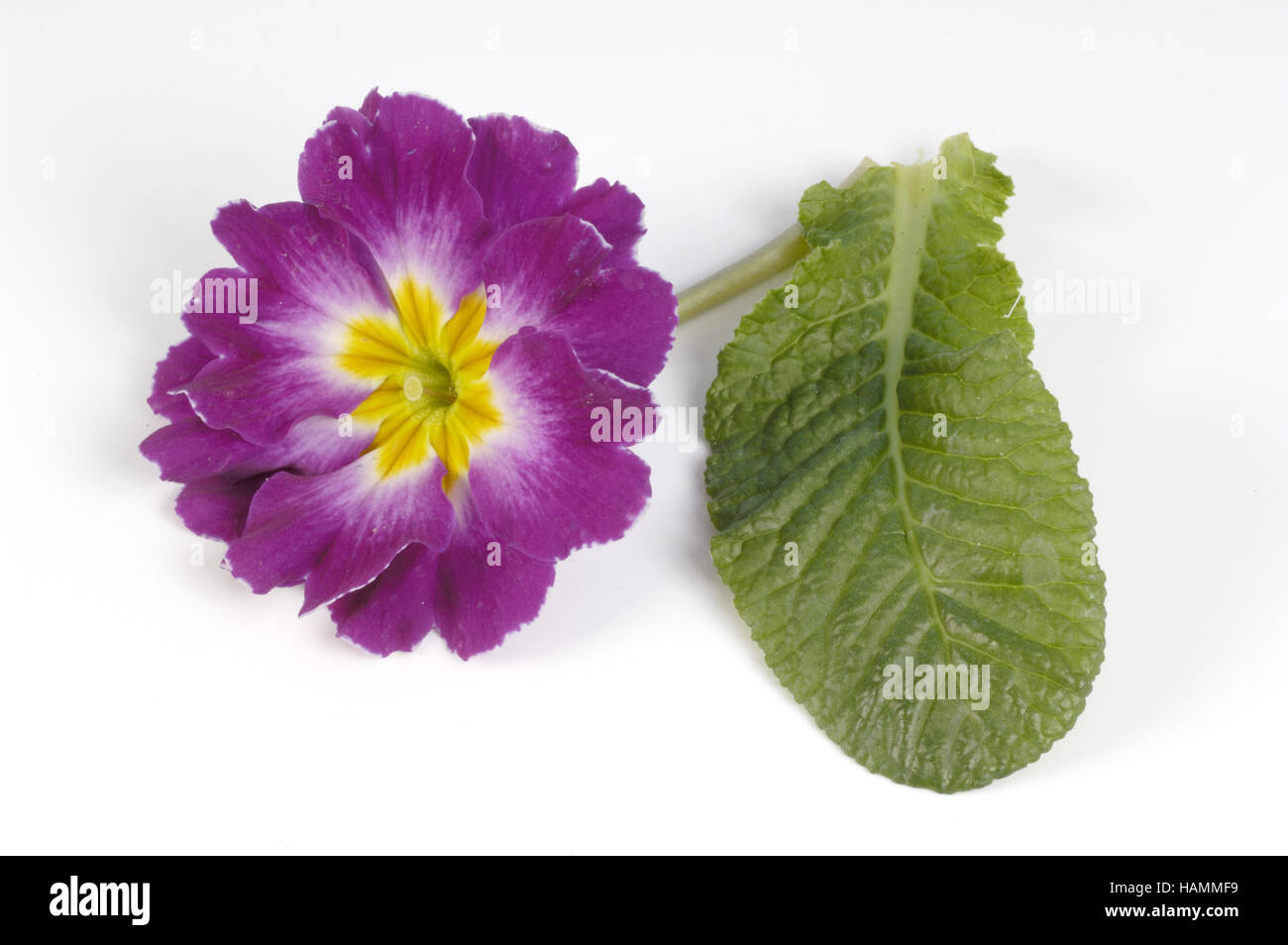 Primrose / Primel Stock Photo - Alamy