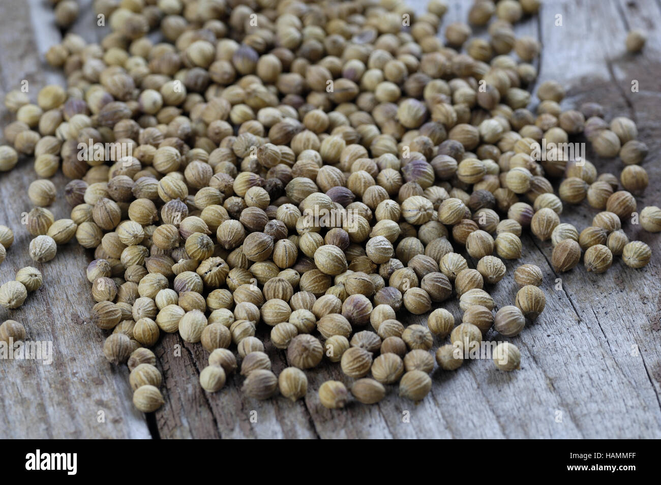 Koriander coriandrum sativum hi-res stock photography and images - Alamy