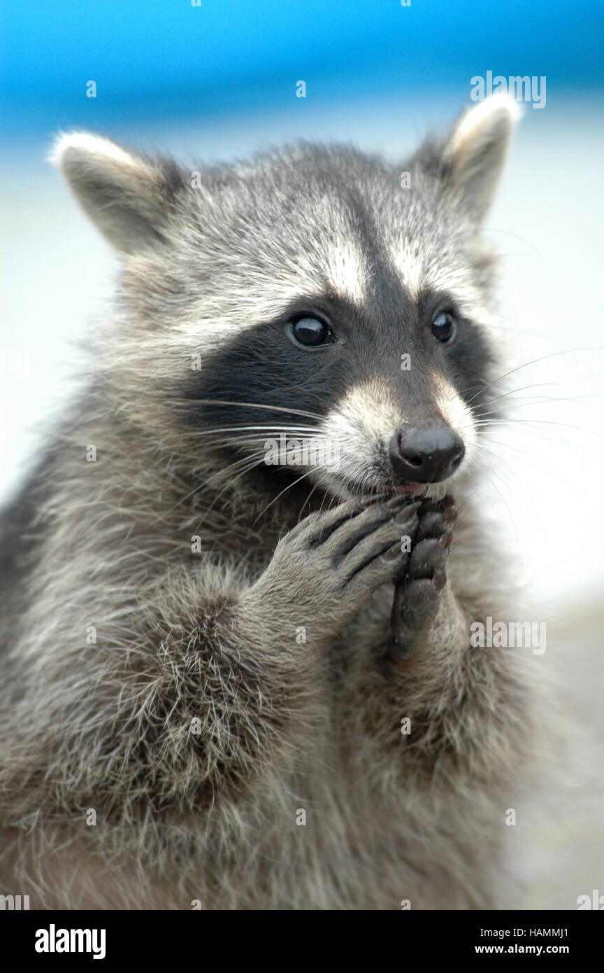 Shepherd raising young raccoons Stock Photo - Alamy