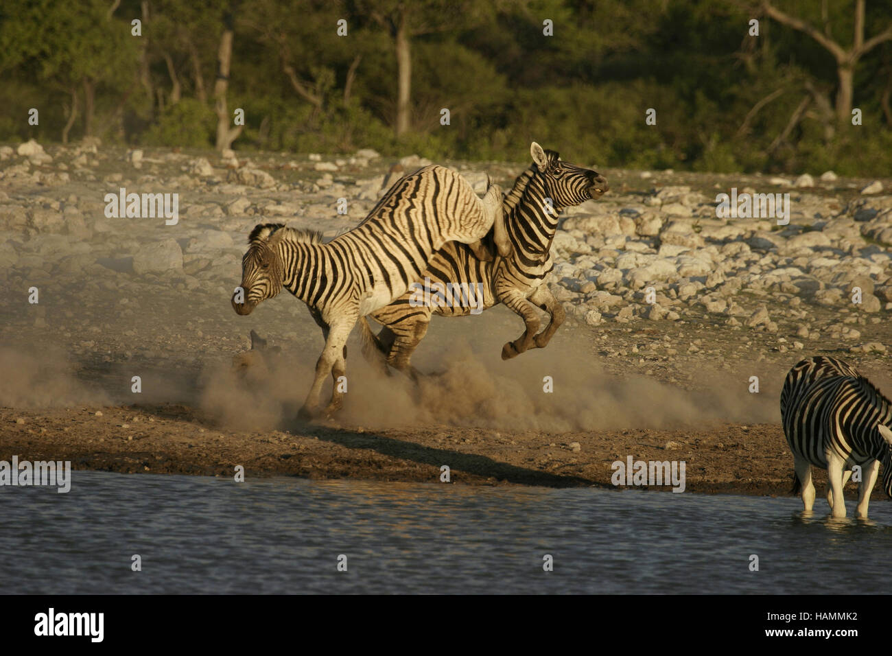 zebra stalion kicking and fighting Stock Photo - Alamy