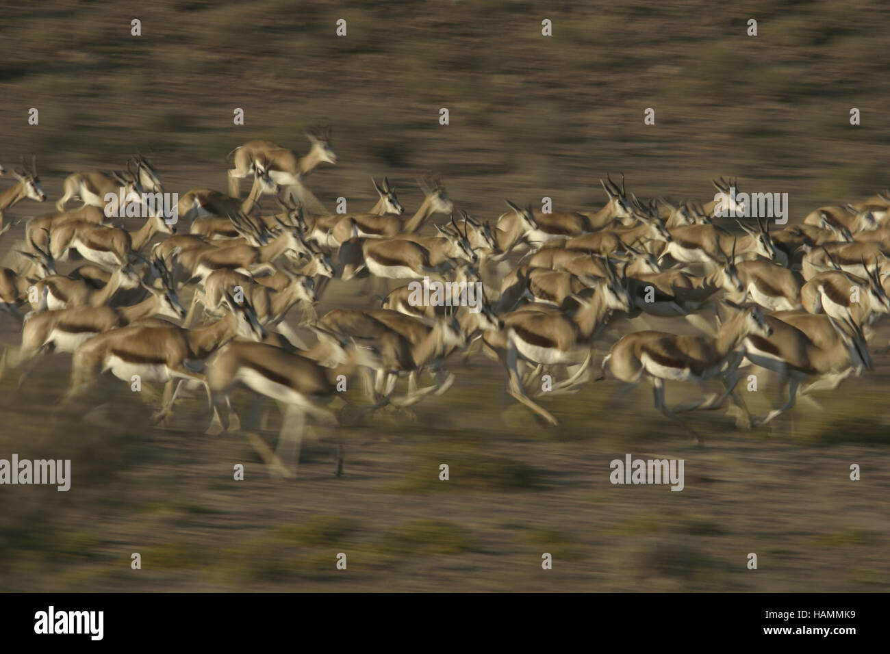 springbok herd on the run 2 Stock Photo - Alamy
