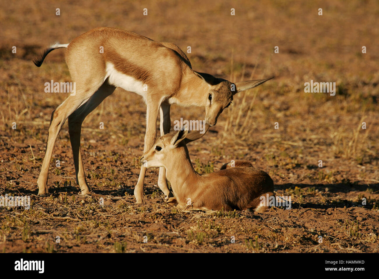 young springbok duo Stock Photo - Alamy