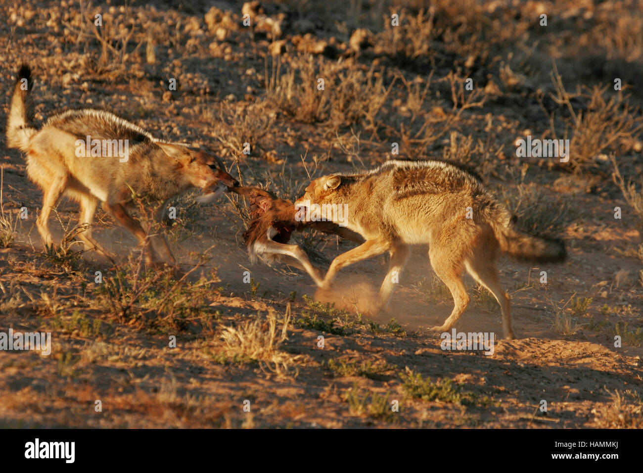 black backed jackal fighting over prey 1 Stock Photo - Alamy