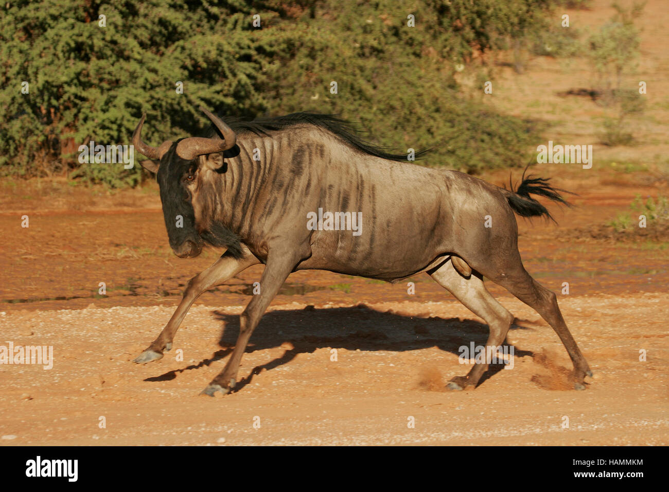 Wildebeest streifengnu hi-res stock photography and images - Alamy