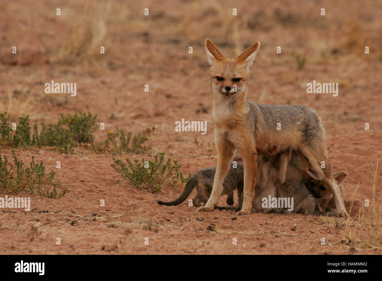 Cape fox pups suckling Stock Photo - Alamy