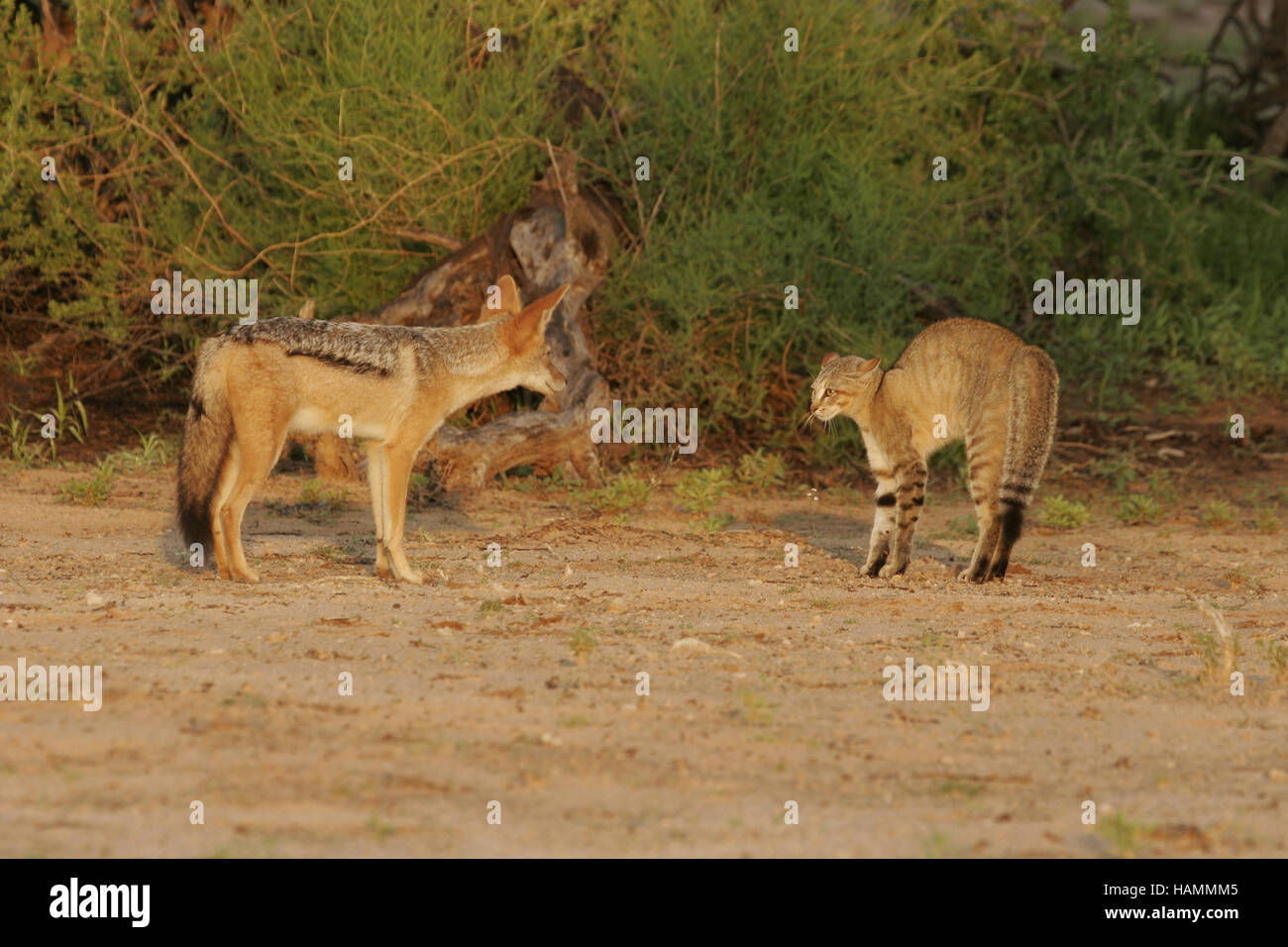 wild cat vs black backed jackal Stock Photo - Alamy
