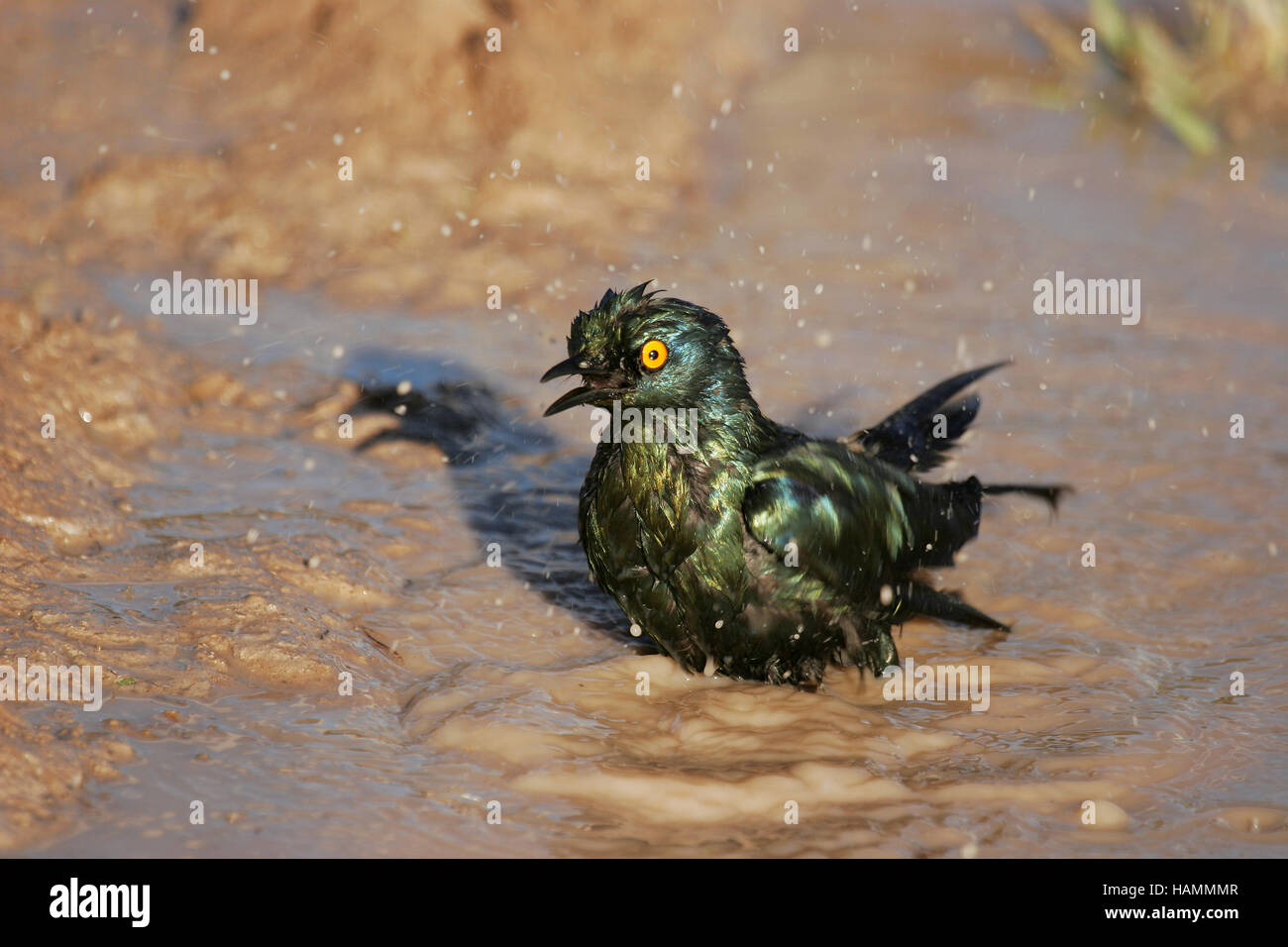Glossy Cape Starling bathing in puddle Stock Photo - Alamy