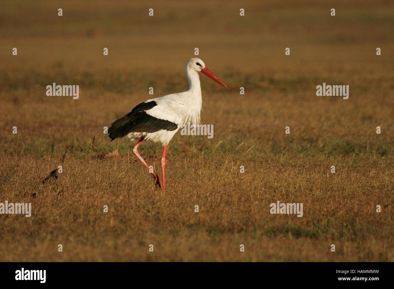 white stork walking through gras Stock Photo - Alamy