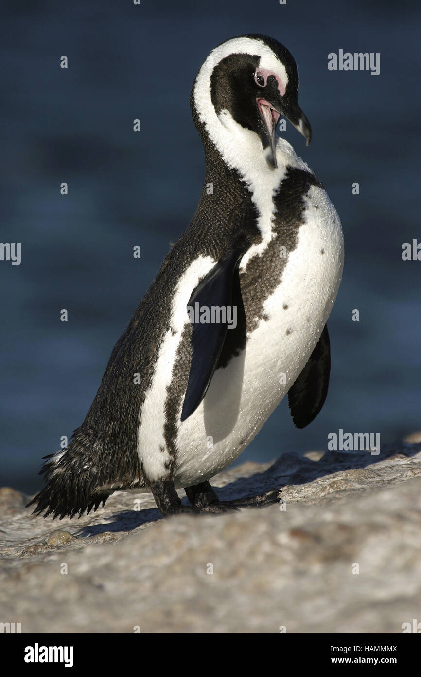 African penguin cleaning it's feathers Stock Photo - Alamy