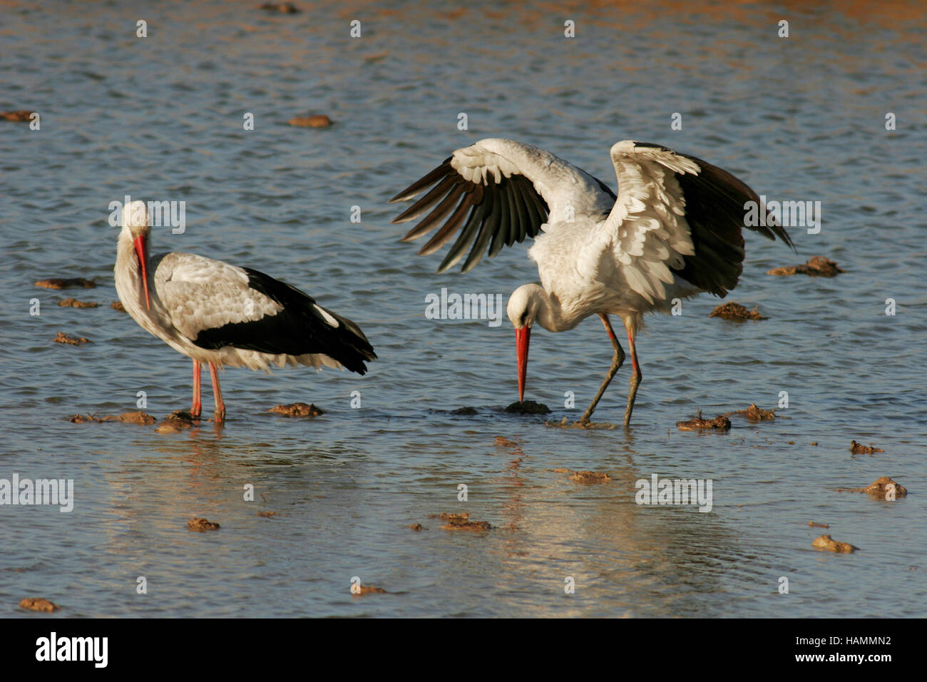 White stork pair in waterhole Stock Photo - Alamy