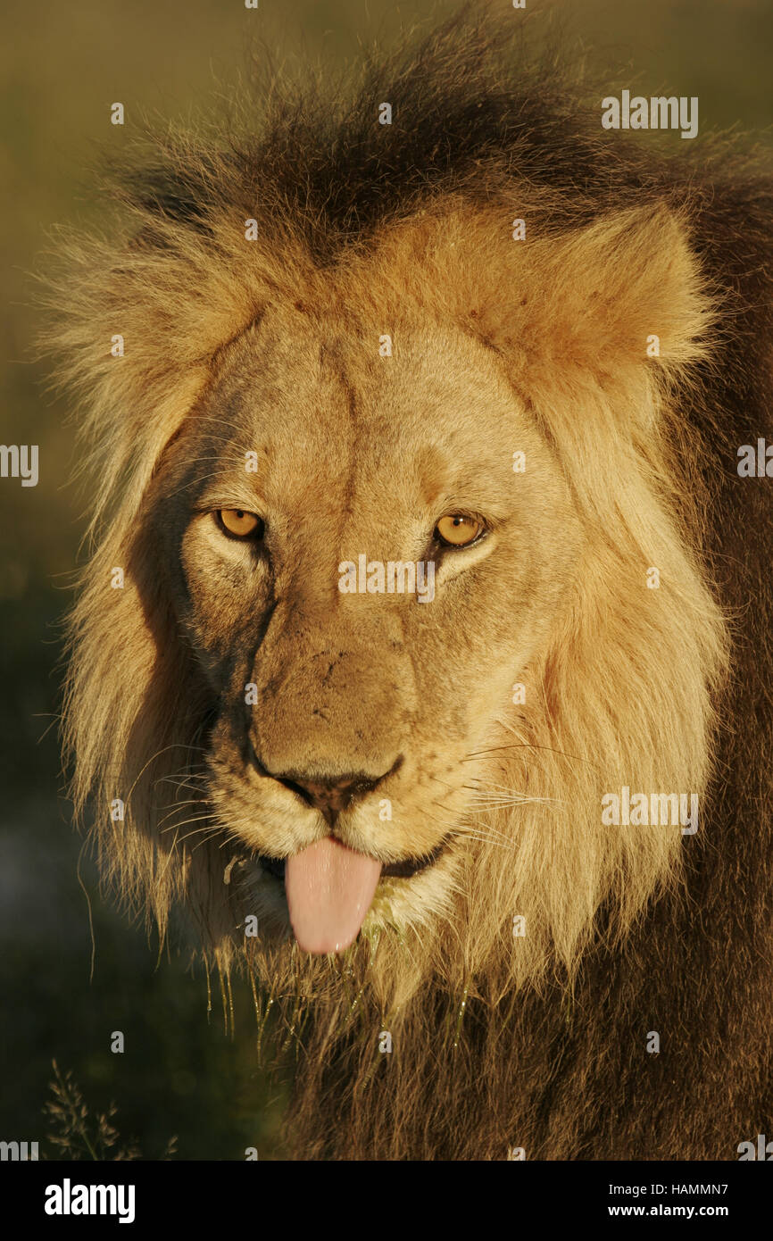 male lion portrait Stock Photo - Alamy