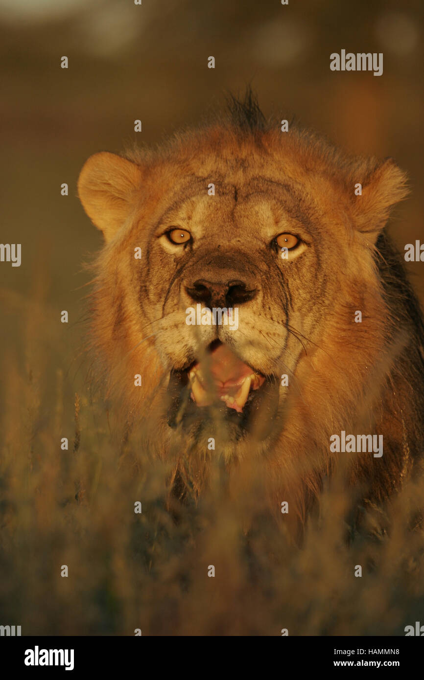 Lowe Portrait High Resolution Stock Photography and Images - Alamy