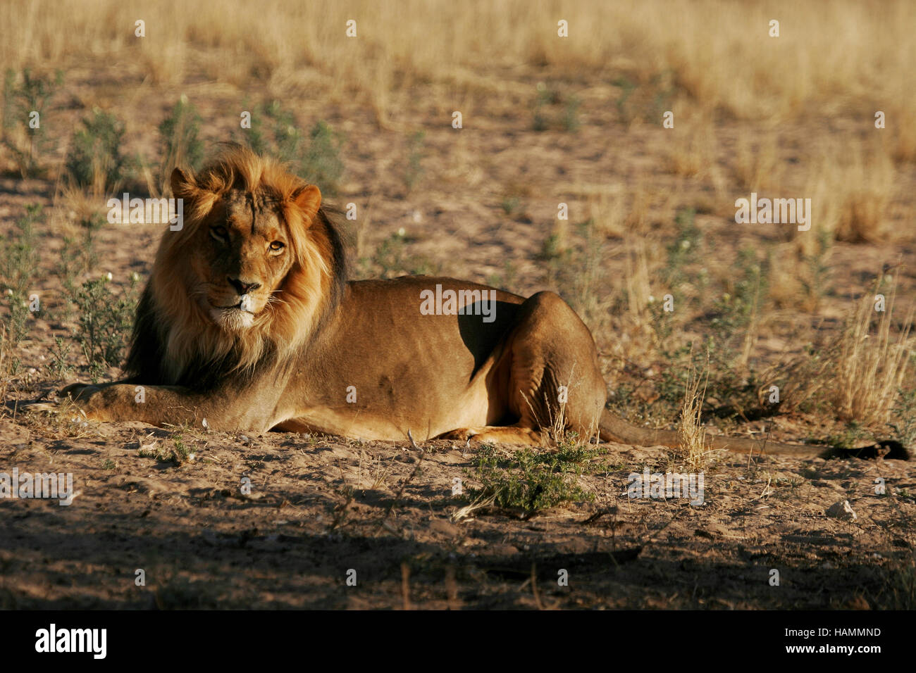 Lowe desert hi-res stock photography and images - Alamy