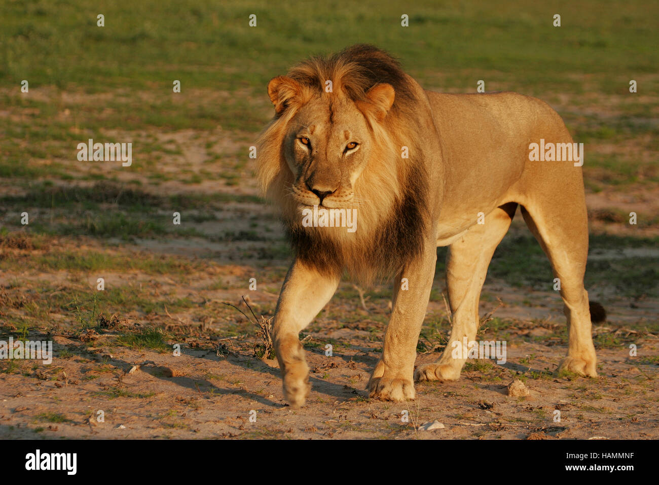 Lion slowly walking Stock Photo - Alamy