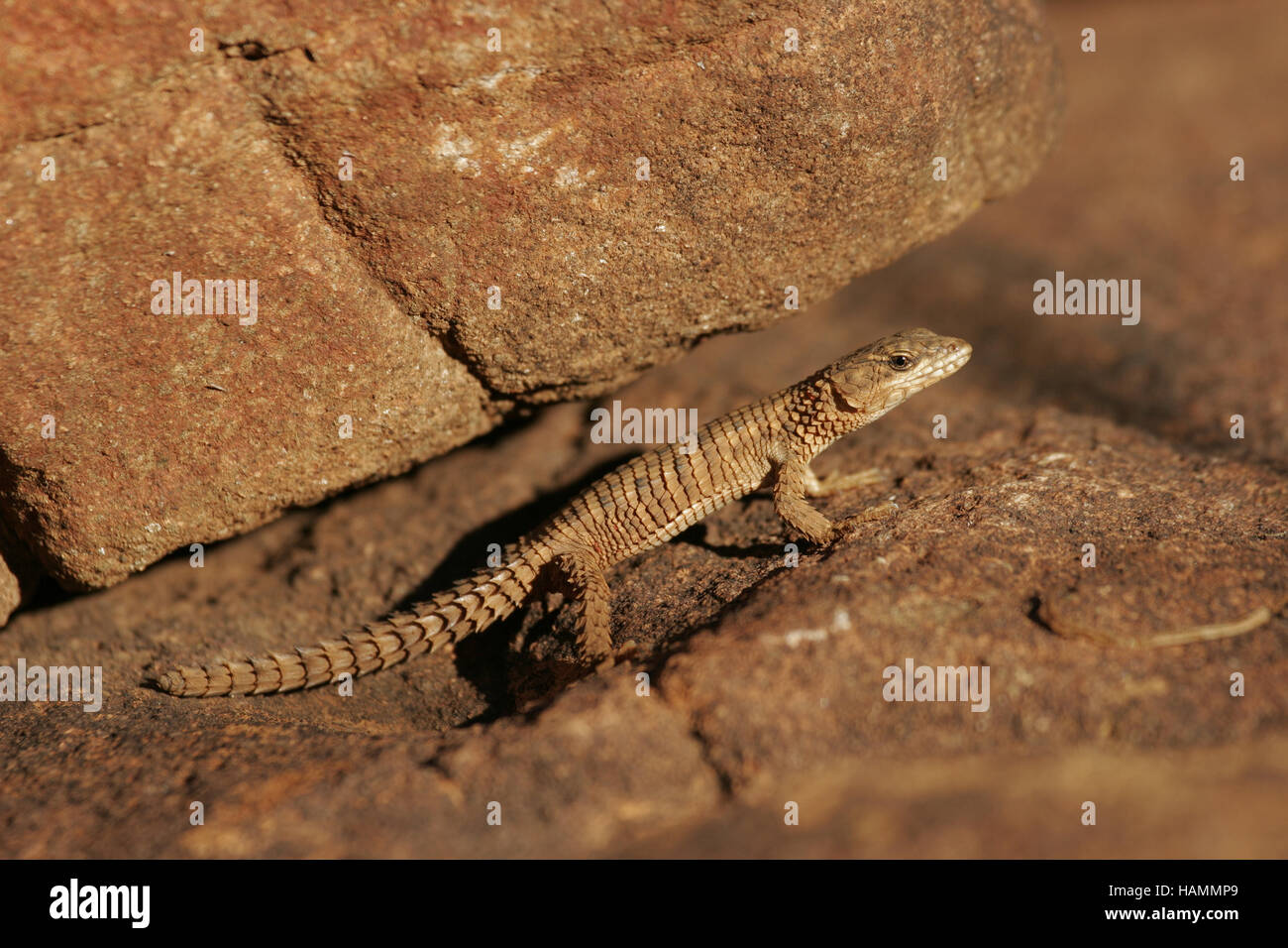 Cape girdled lizard Stock Photo - Alamy