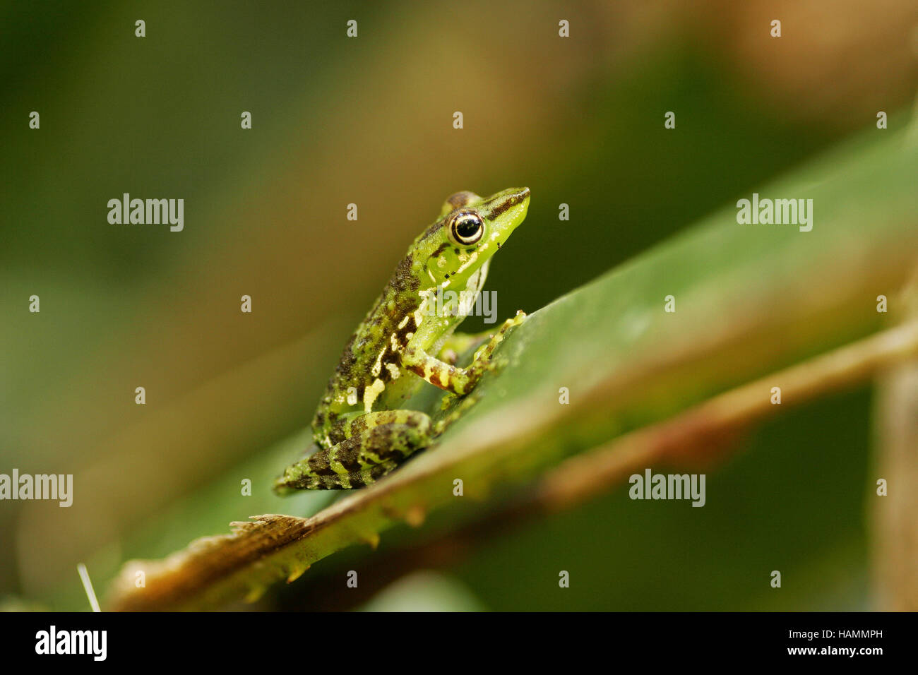 Pulcher hi-res stock photography and images - Alamy