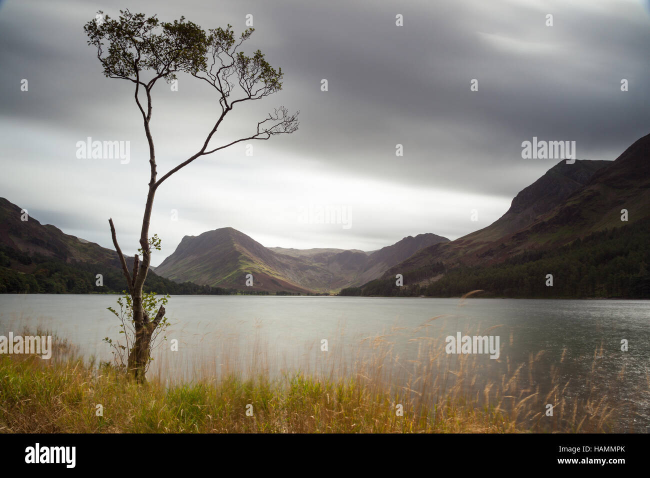 Lone tree buttermere lake district hi-res stock photography and images ...