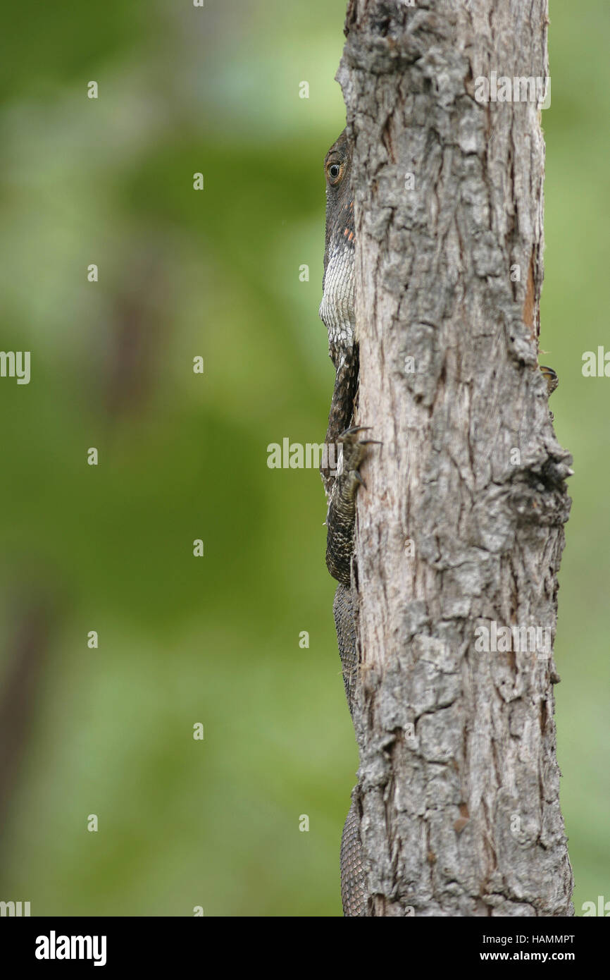Frilled lizard hiding behind trunk Stock Photo - Alamy
