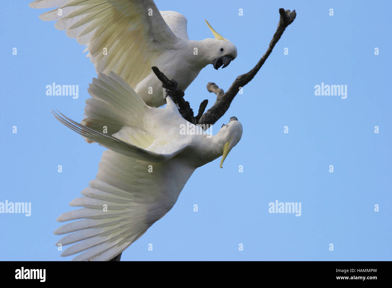 Fighting Sulphur-crested cockatoo's Stock Photo - Alamy