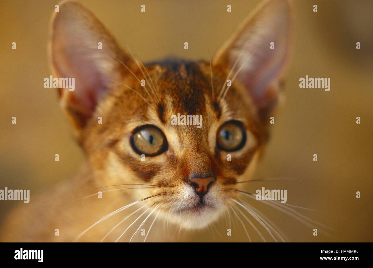 Abissino hi-res stock photography and images - Alamy