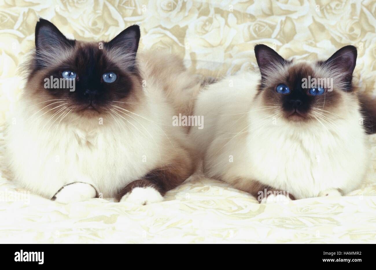 Heilige Birma High Resolution Stock Photography and Images - Alamy