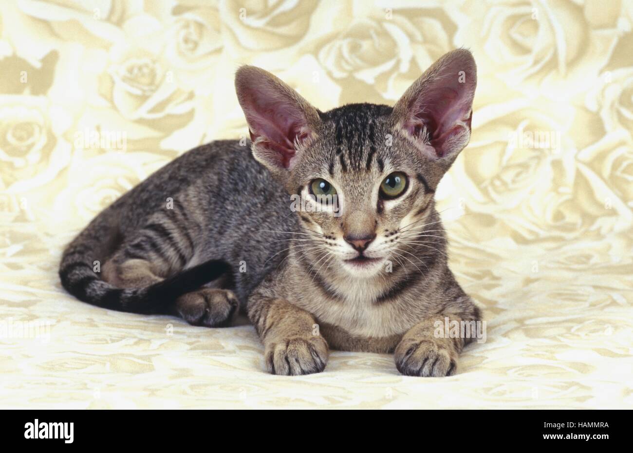 Oriental shorthair tabby hi-res stock photography and images - Alamy